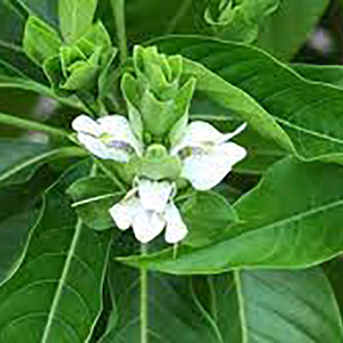 Arogya Tulsi Cough Syrup Supplier - Innovative Pharma