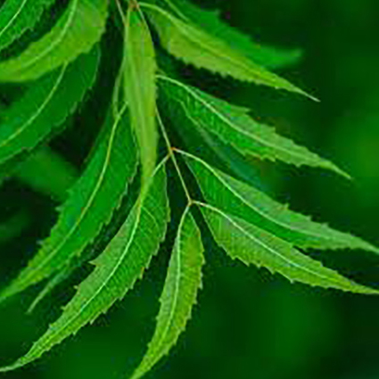 Medizest Bathing Bar Supplier - Innovative Pharma